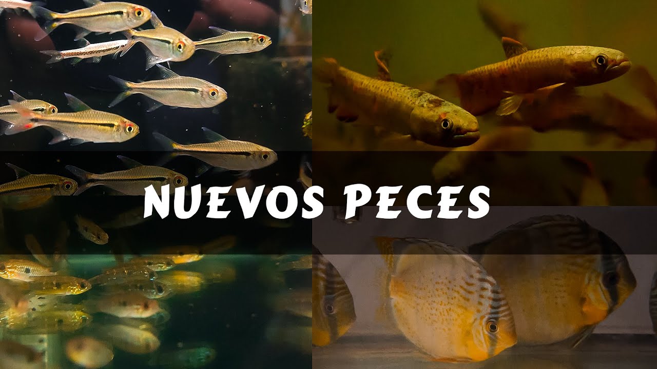 Nueva importación de peces amazónicos y Monster fish, charla con ...