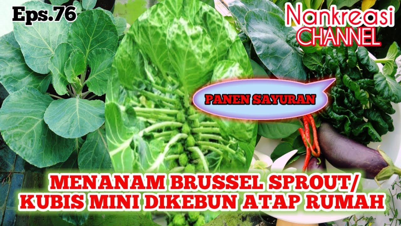 MENANAM BRUSSEL SPROUT / KUBIS MINI DI KEBUN ATAP RUMAH || PANEN ...