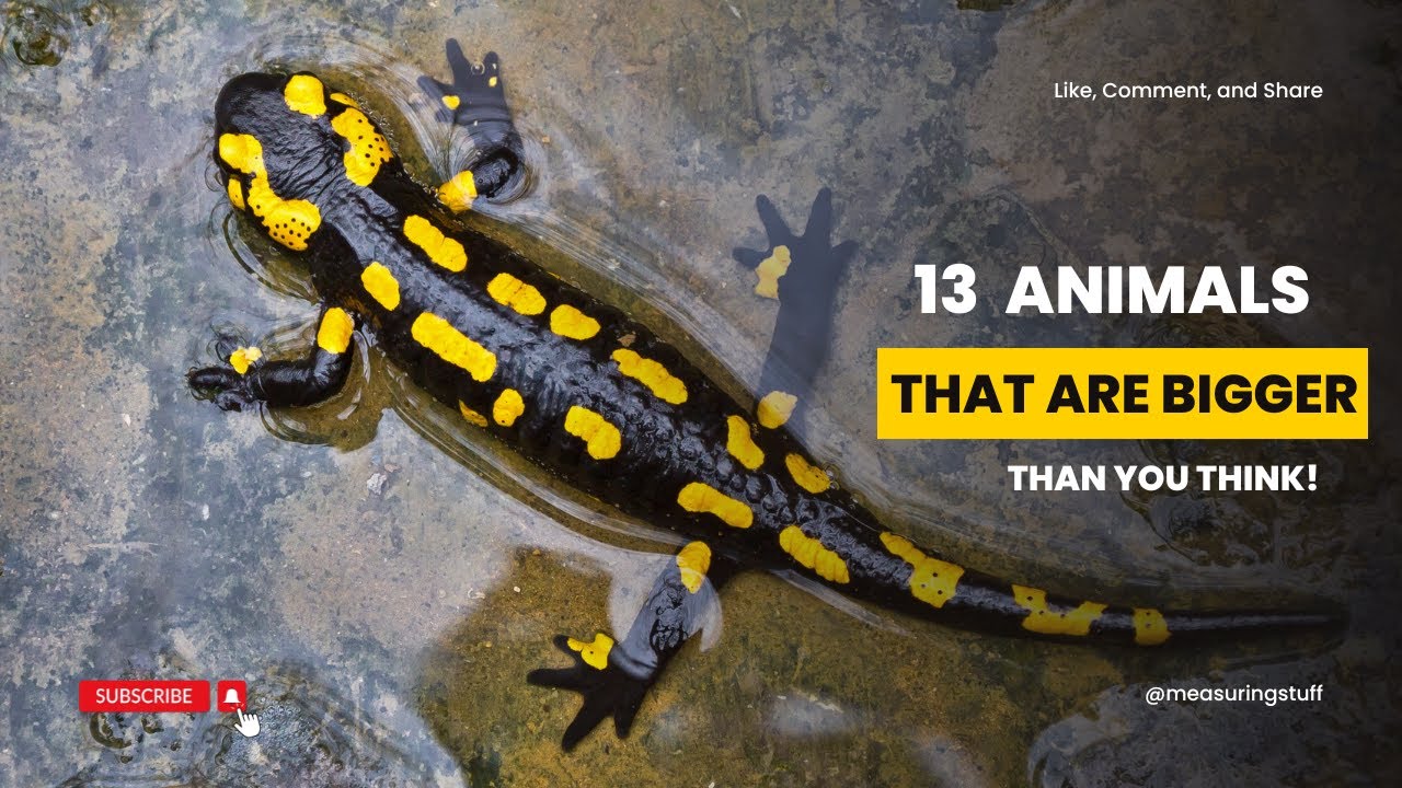 13 Animals That Are Bigger Than You Think (Way Bigger!) - YouTube