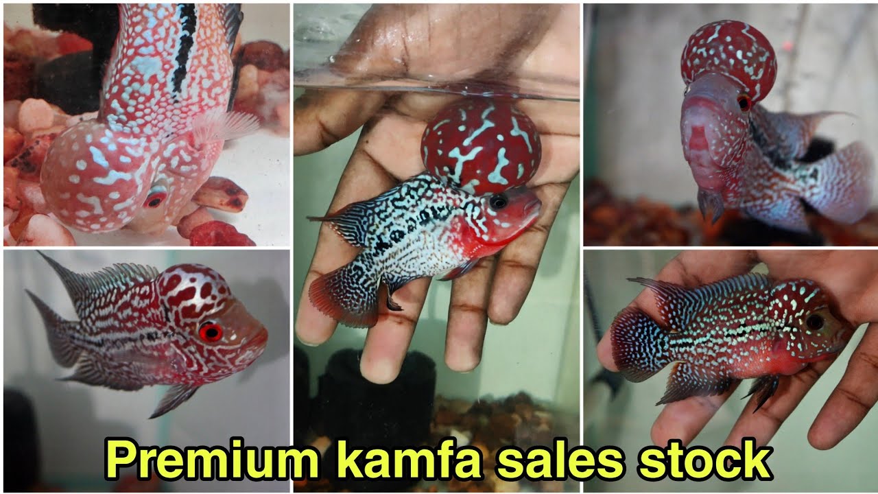 High quality kamfa for right price | courier possible | தமிழ் | chennai ...