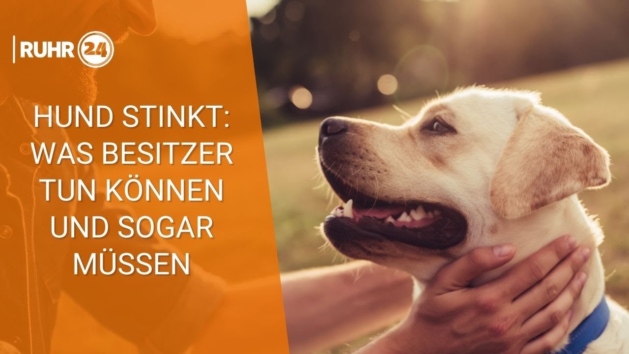 Hund stinkt: Was Besitzer tun können und sogar müssen - YouTube