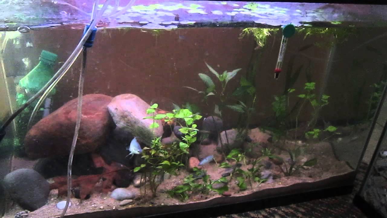 My 29 gallon subtropical/coldwater/paradise fish tank - YouTube