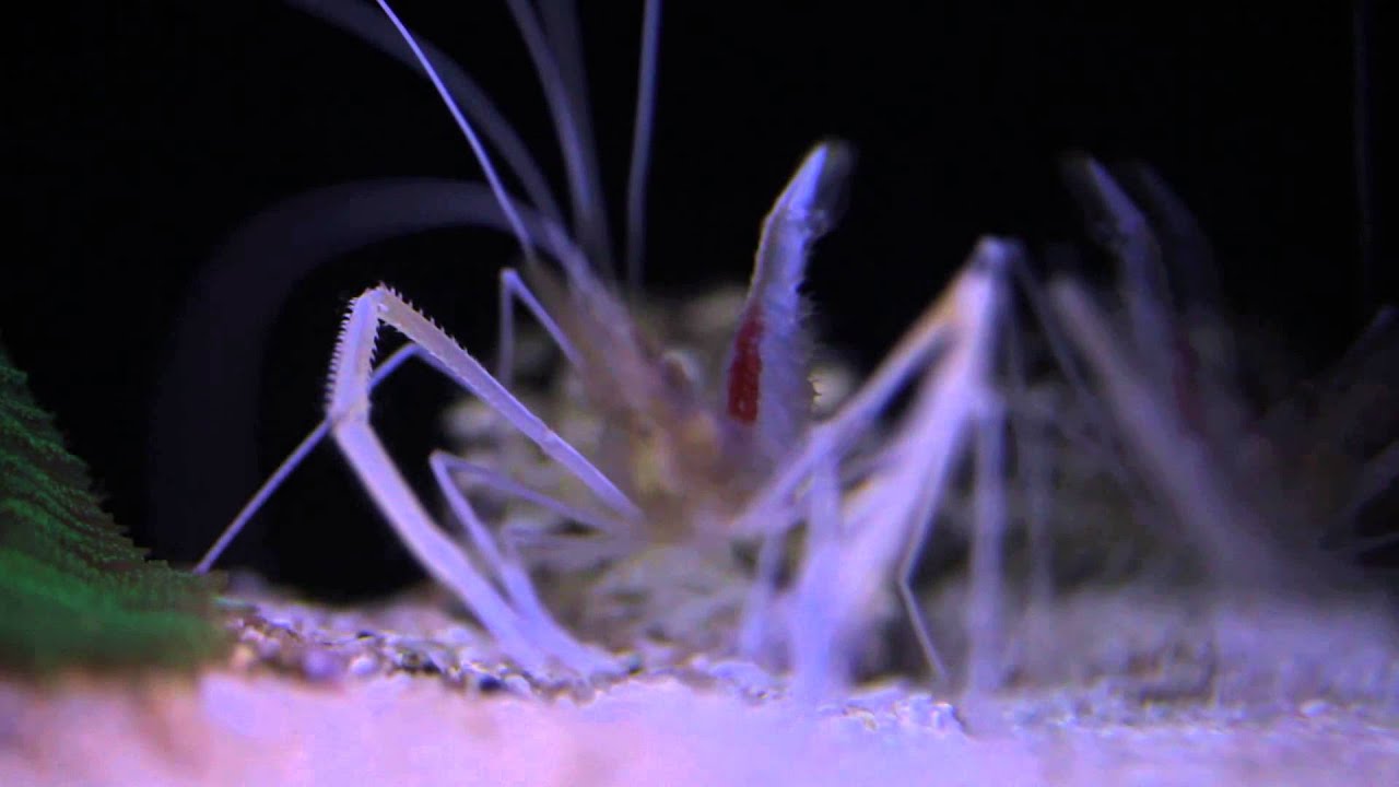 Stenopus pyrsonotus - YouTube