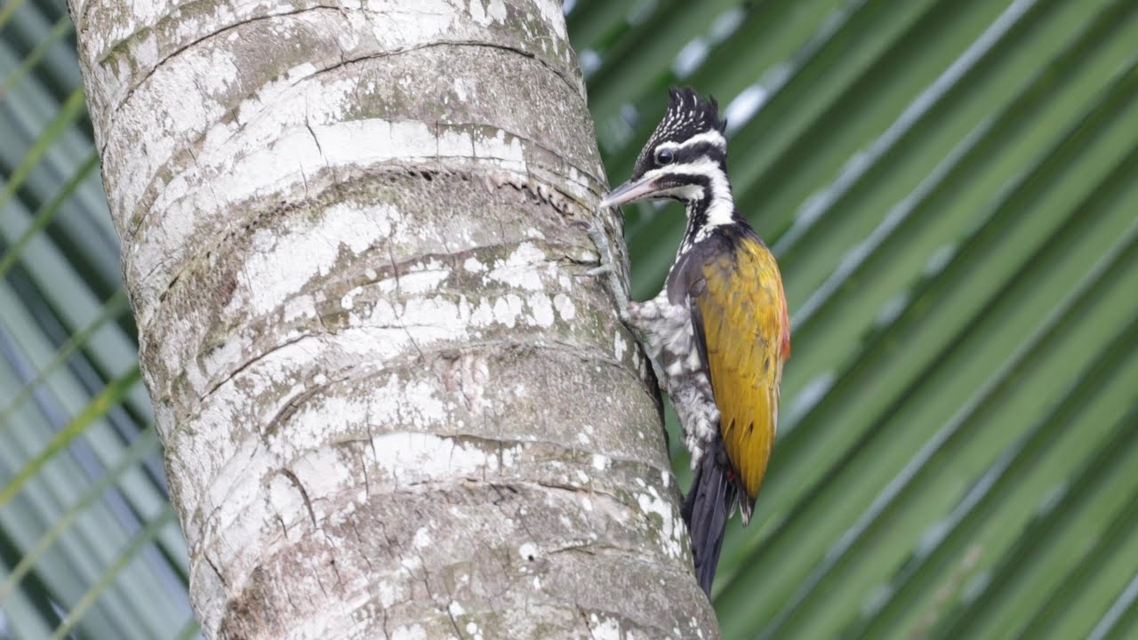 Common Flameback Woodpecker (Female) Climbs Coconut Tree - YouTube