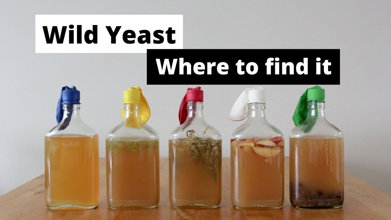 Wild Yeast - where to find it - YouTube