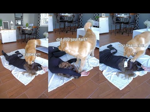 Faking My Death in Front of My Dog - Funny Dog Reacts