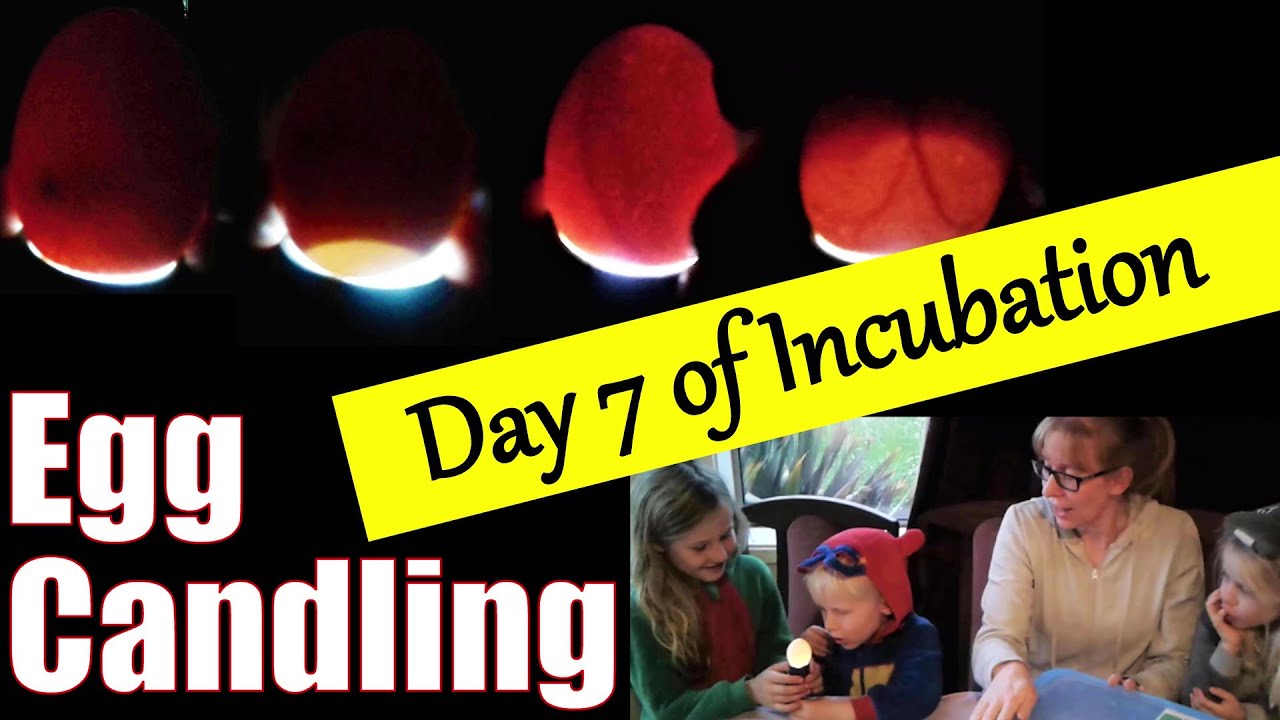 Day 7 of Incubation - Egg Candling (video #3) - YouTube