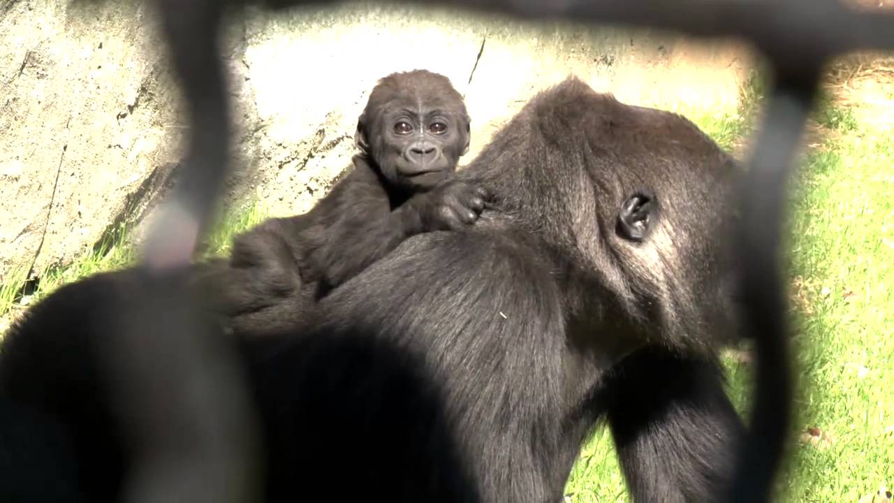 Third Gorilla Pregnancy - YouTube