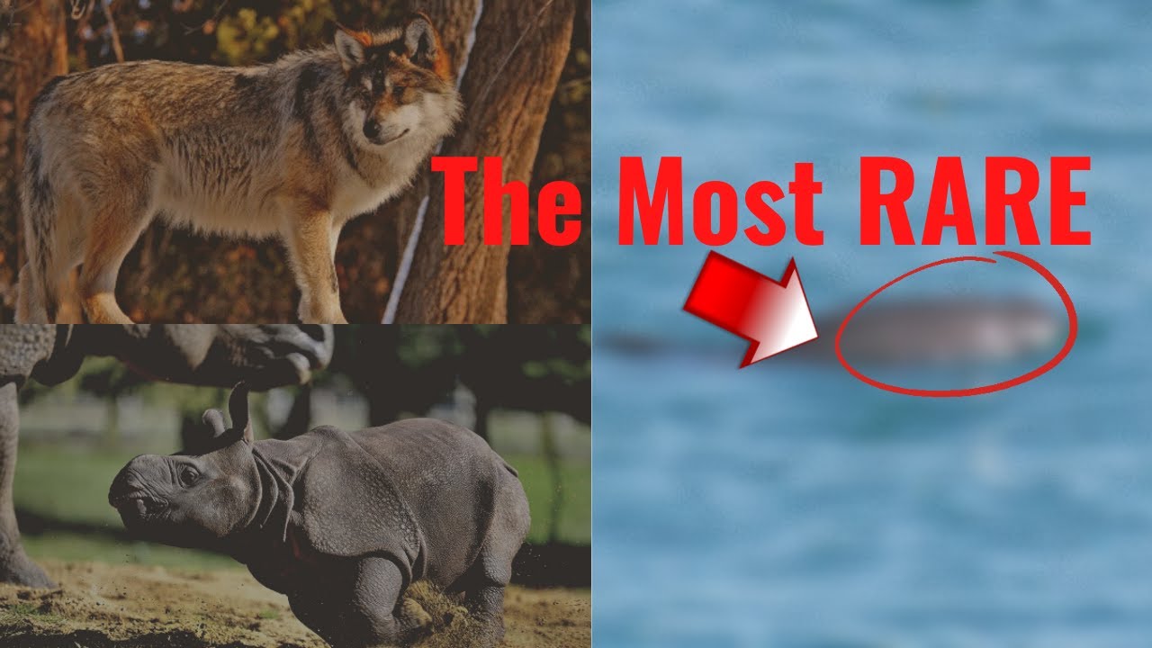 Top 3 Rarest Animals To Be Seen IN THE WORLD - YouTube