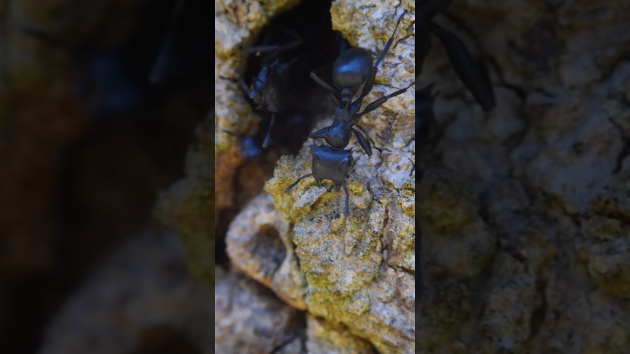 5 Quick Facts About Turtle Ants You Need to Know! Minute Biology Lesson ...