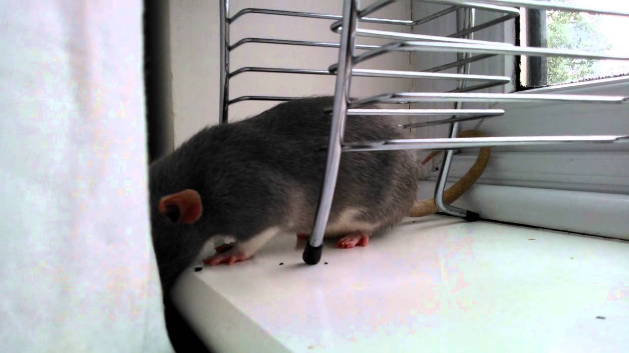 ~ Rat curling and stretching on windowsill - YouTube