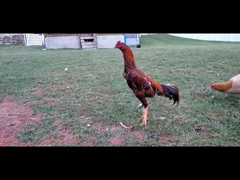 Red Asil Aseel Rooster 🐓 7744512860