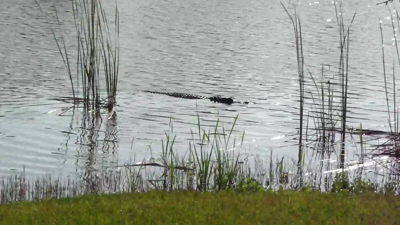 Gator swimming by - YouTube