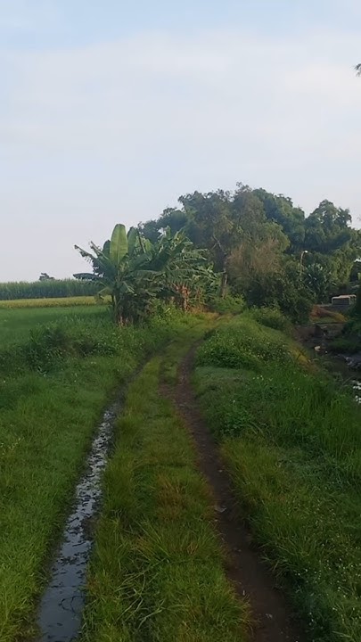 suasana jalan persawahan #videoshort #nature #alampedesaan - YouTube