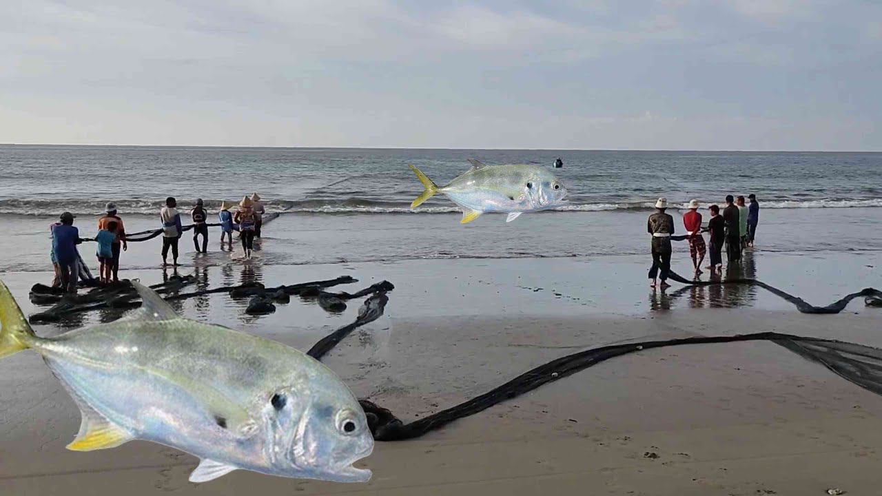 Amazing Shore Seine Fishing - Deep Sea Trevally Fishing - YouTube