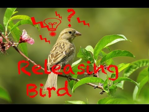 Releasing Bird I Missed The Releasing Moment Summer 2018