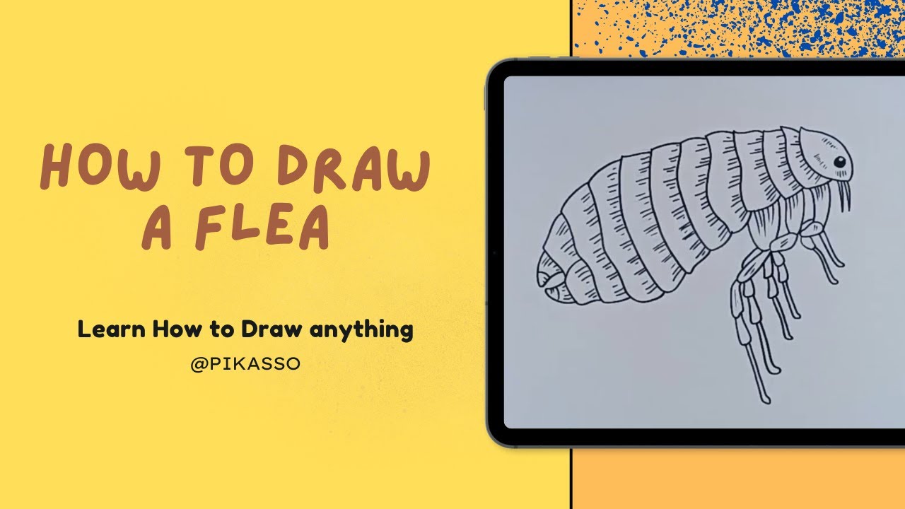 How to Draw a Flea Easy - YouTube