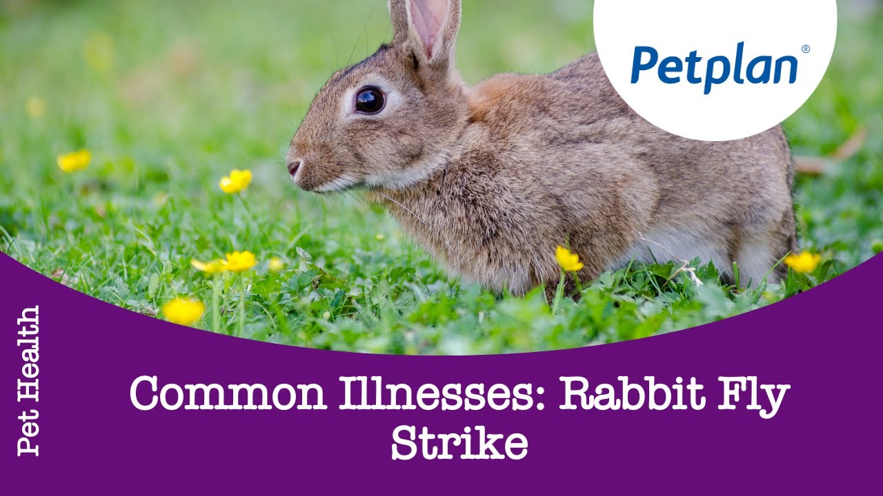 Petplan - Common Illnesses - Rabbit Fly Strike - YouTube