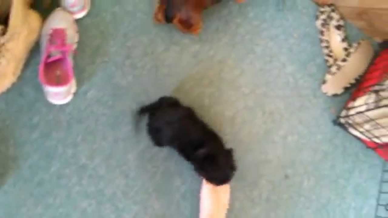 Schweenie Poo (Shih Poo Dachshund) Playing! - YouTube