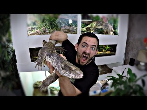 Je nourris mon varan avec de la viande ! - YouTube