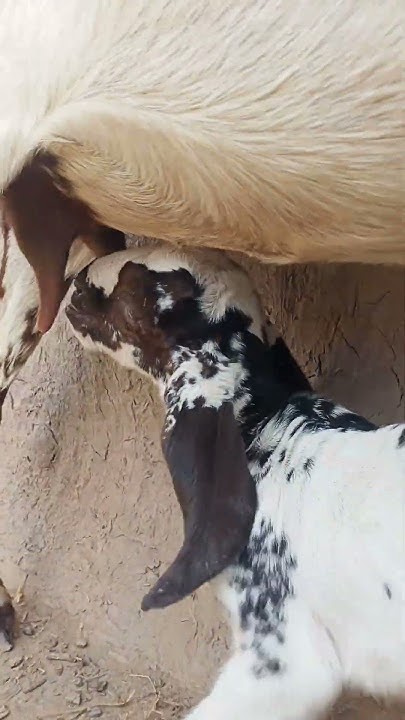 baby goat drinking milk ##playeng - YouTube