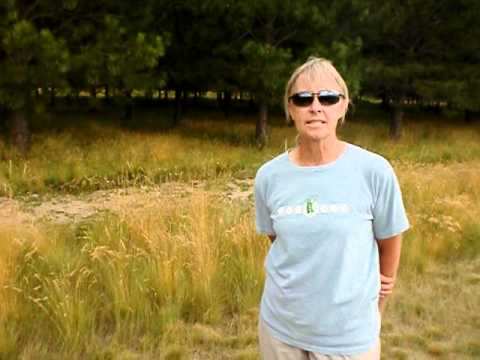 low maintenance sod - streambank wheatgrass - YouTube