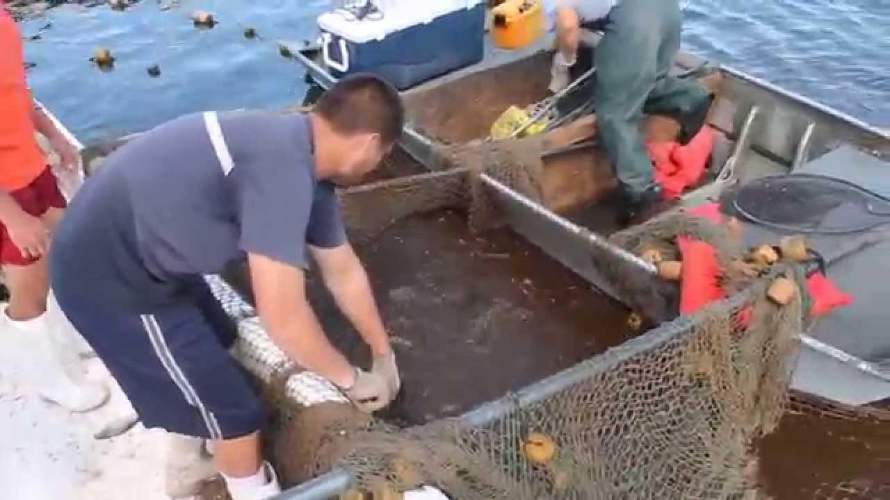 Wadley Haul Seine: Fishing Done Right! - YouTube