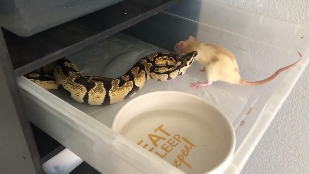Warning ⚠️ Live Feeding Video - YouTube