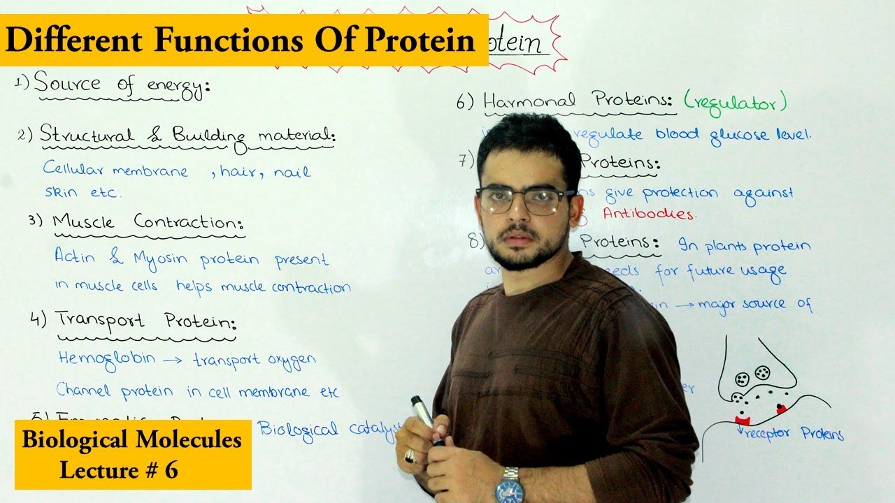 Functions of Protein - YouTube