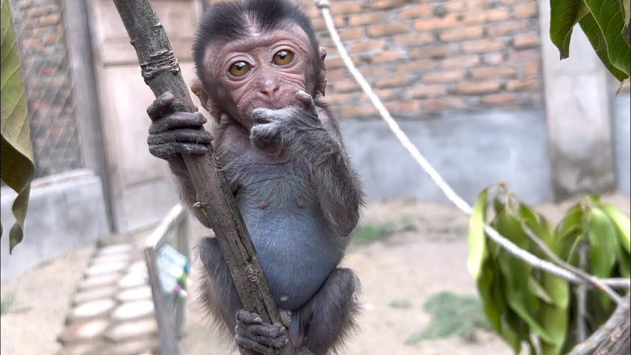 poor little robin monkey who is not yet steady and still wobbly when ...