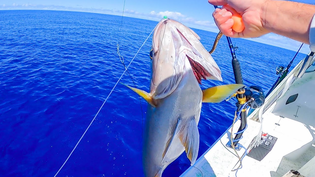 Reeled This Fish Up From 900 FEET DEEP! - YouTube
