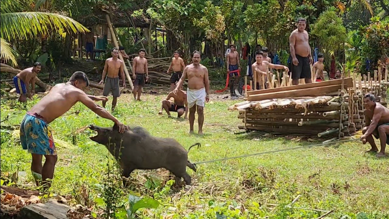 Andaman and Nicobar pig catching in katchal island] man vs pig] my ...