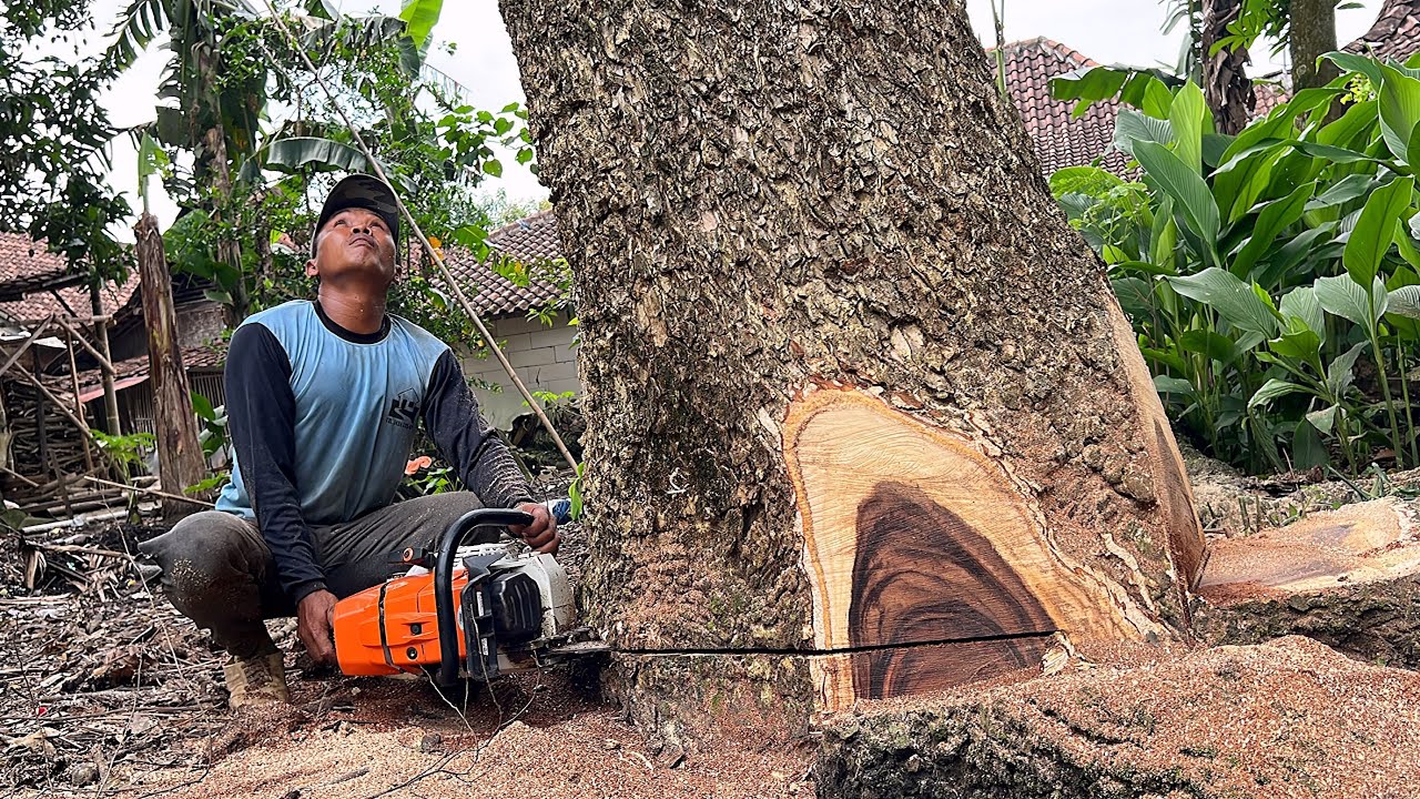 Unable to pull, Pinched before Falling... Cut down the tallest tree in ...