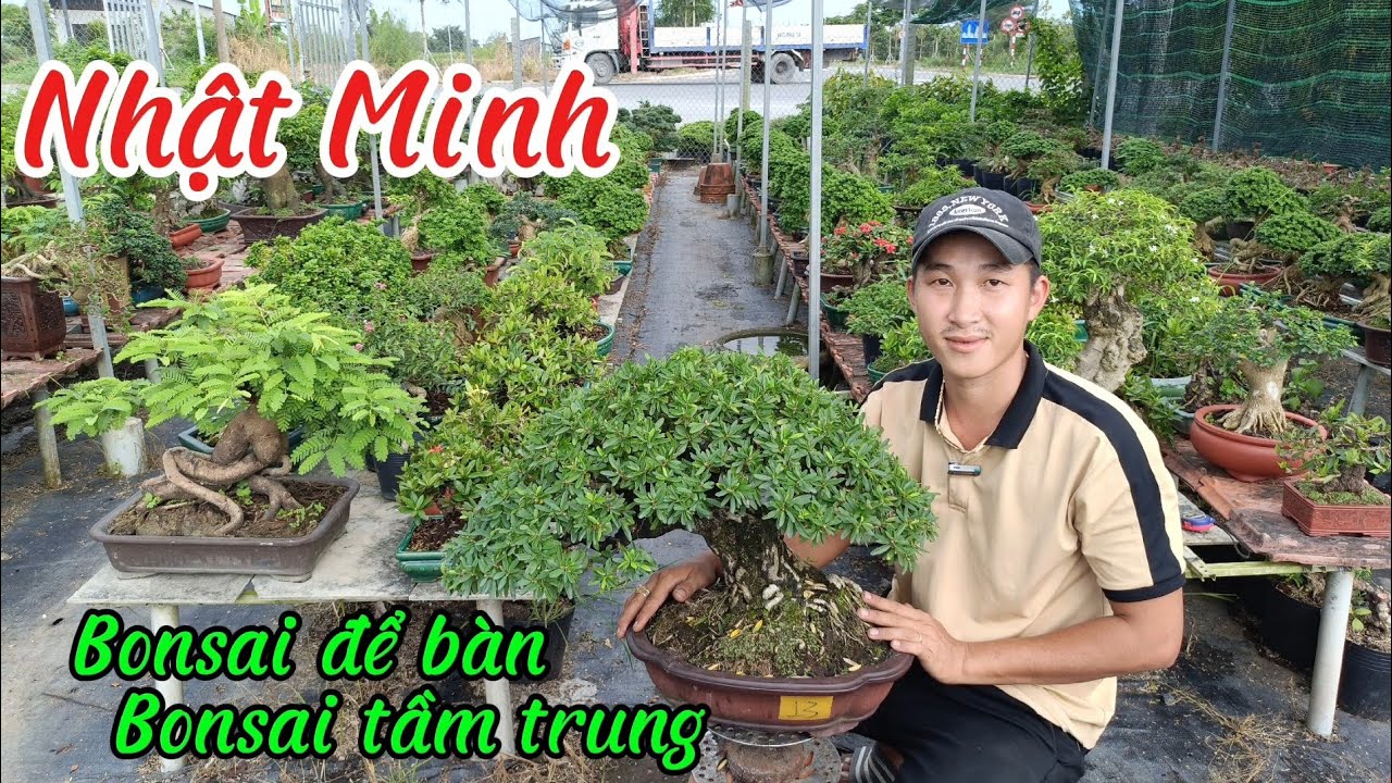 Nhật Minh #0932939800_18/10/2024_Bonsai để bàn và bonsai tầm trung ...
