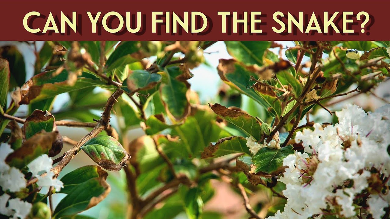 Find The Hidden Animal game| Can You Find All The Hidden Animals? - YouTube