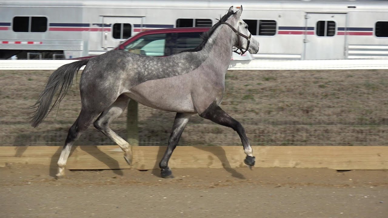 Mr Cowboy Bradley 1 29 24 free area - YouTube