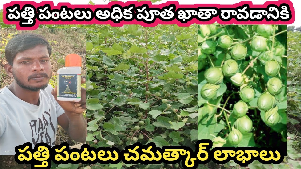 Chamatkar Use in Cotton Farming|| Gharda Chamatkar || best pgr in ...
