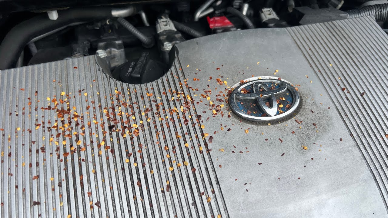 Squirrel/mice droppings/poop in my Toyota Prius Prime engine! Chili ...