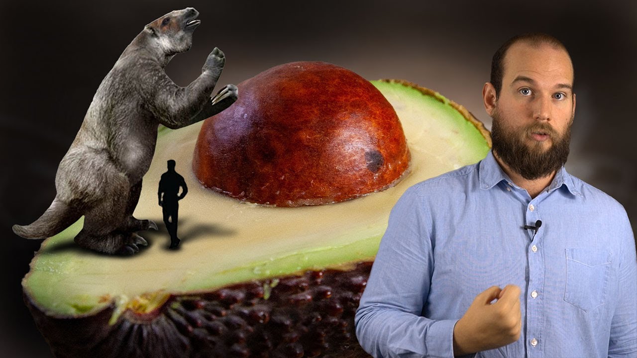 L'evoluzione dell'Avocado e i suoi misteri - YouTube