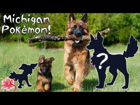 German Shepherd Fakemon! Minichi Region Speed Draw - YouTube