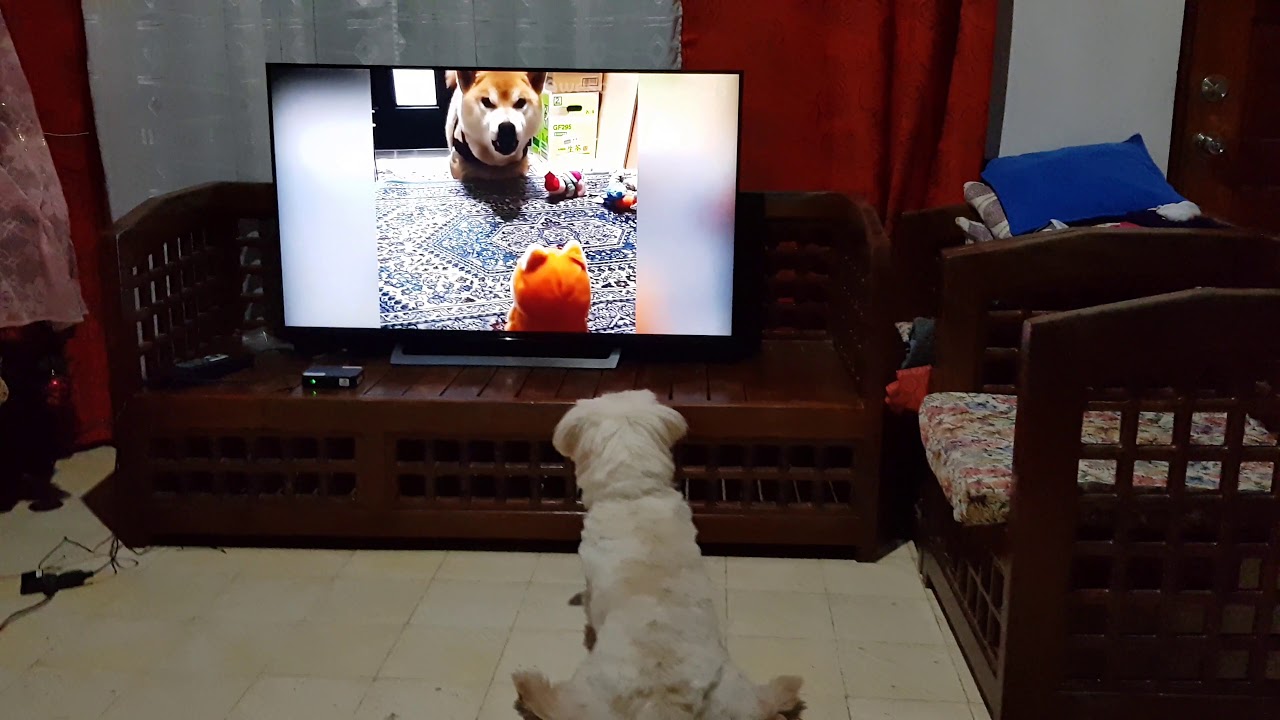 Cute dog watching tv - YouTube