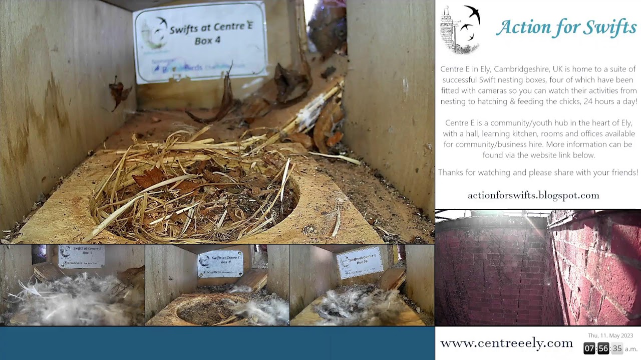 Swift nest boxes, live from Centre E, Ely, UK - YouTube
