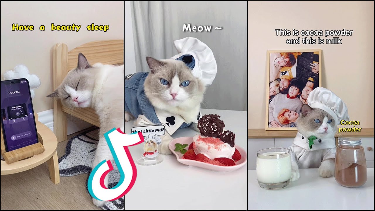 💕 that little puff tiktok compilation | cooking cat #15 - YouTube