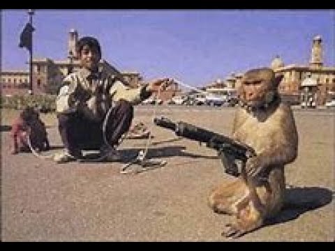 Monkey with AK 47