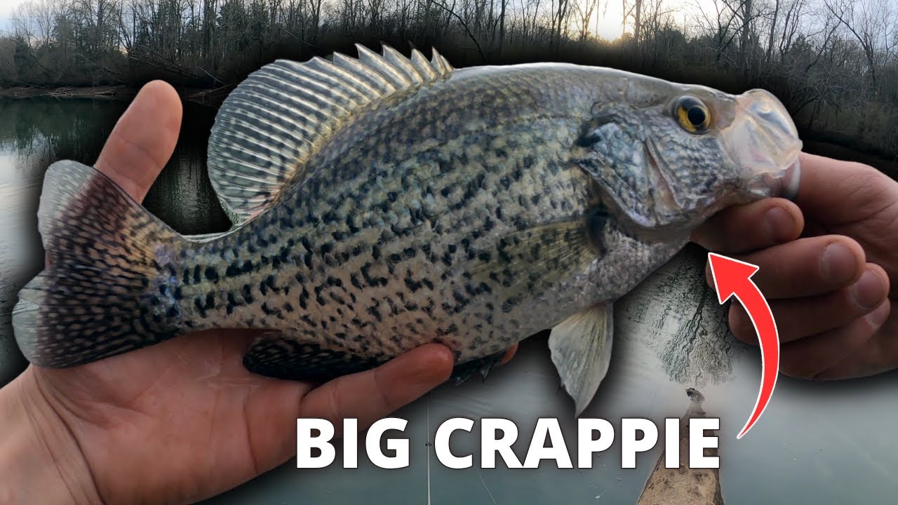 Crappie Fishing FROM THE BANK With A Minnow Jig! (BITING LIKE CRAZY ...