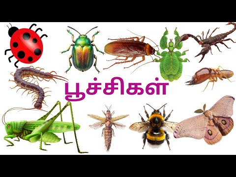 பூச்சிகள் பெயர் தமிழ்|insect names in tamil|insect names for kids ...