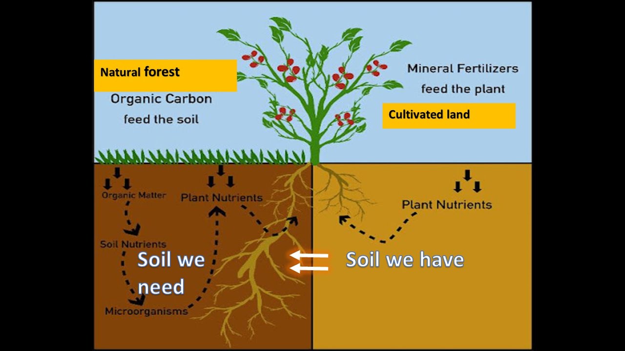 Fix and restore degraded soil by adding organic matter to improve yield ...