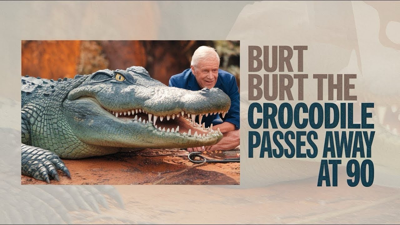 Burt, the Giant Crocodile Who Stole the Show in ‘Crocodile Dundee ...