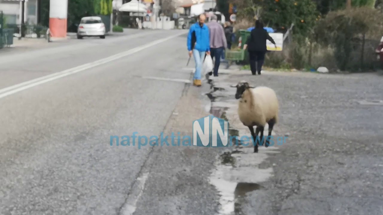 ΠΡΟΒΑΤΟ ΣΤΟ ΔΡΟΜΟ 30.1.2019 - YouTube