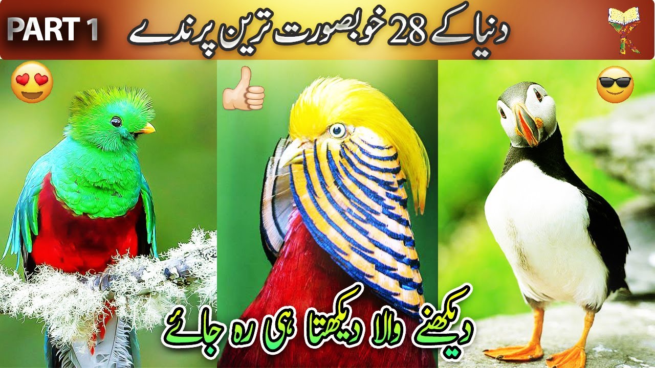 Top 28 most beautiful birds in the world ( Part 1) in Urdu Hindi||You ...